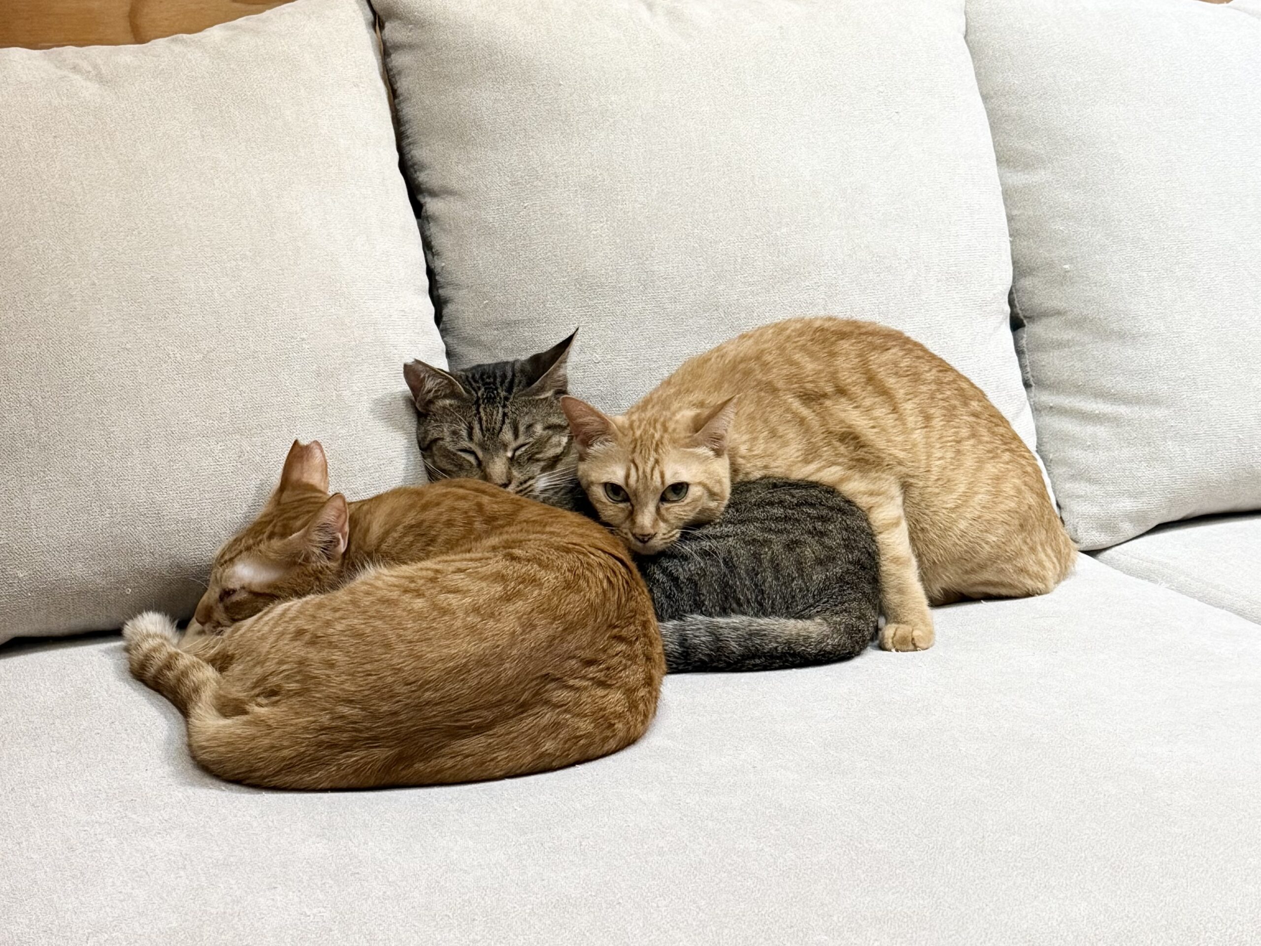 ひよりんの軌跡 | 保護猫カフェもっちゃり